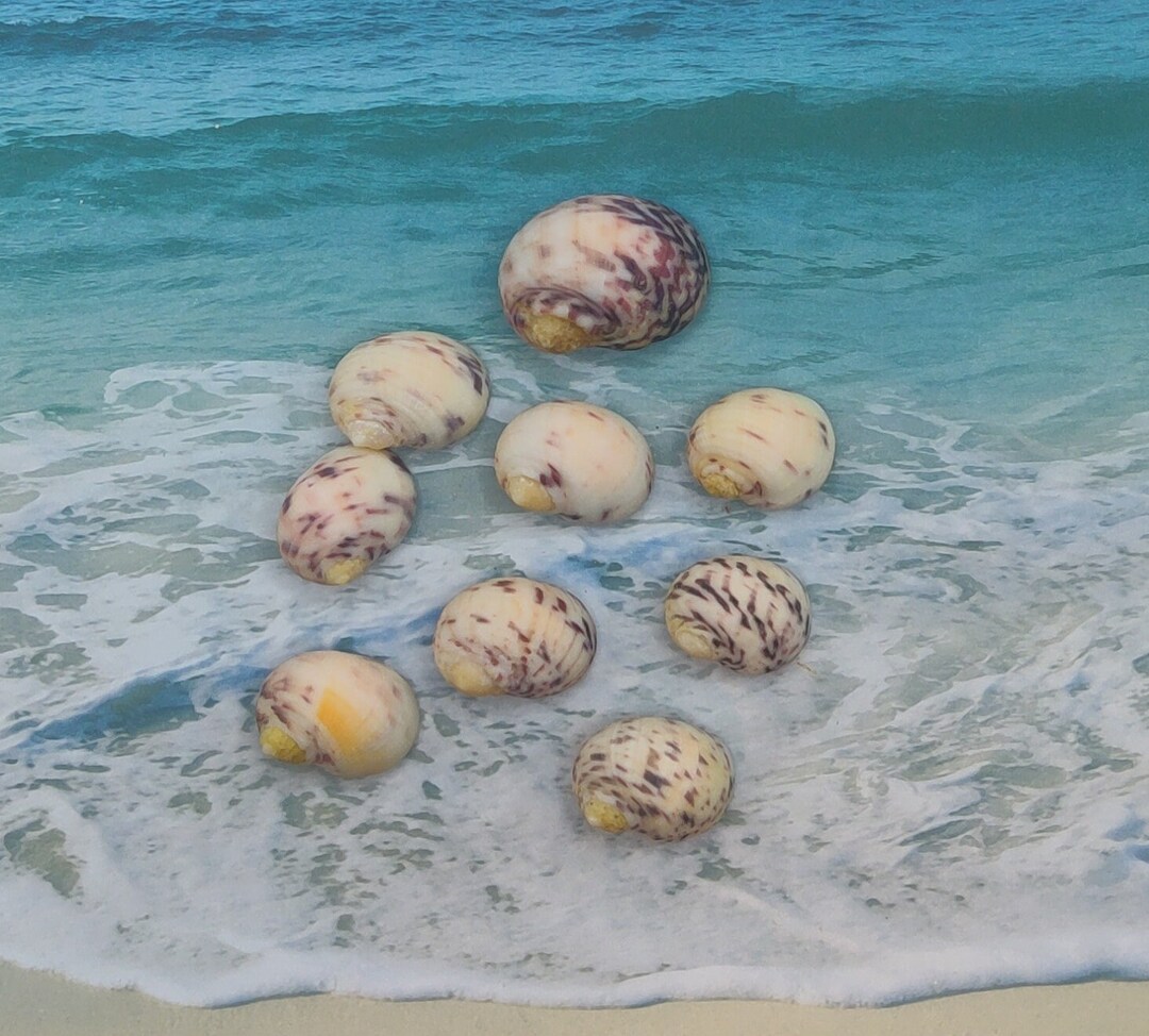 BLEEDING TEETH NERITE Beruta Oekiribta W/operculum Snail - Etsy