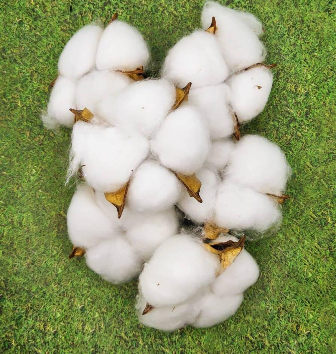 3 to 48 COTTON BOLL ~ PODS ~ Natural Cotton Bolls ~ Wired Picks or With ...