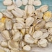 Florida PONDEROSA ARK SEASHELLS ~ Pairs & Singles ~ 10-100pcs ~ Jewelry ...