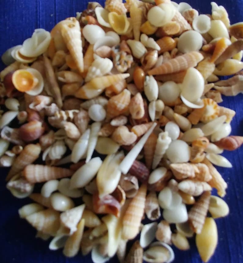 MINI TEENY & MICRO Shells ~ 10-100pcs ~ Palm Beach ~ Super Tiny ...