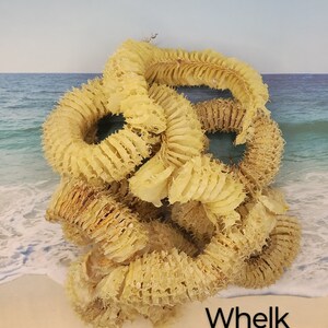 Choose From 2 Types EGG CASINGS ~ 1" to 18" ~ Horse Conch ~ Whelk ...