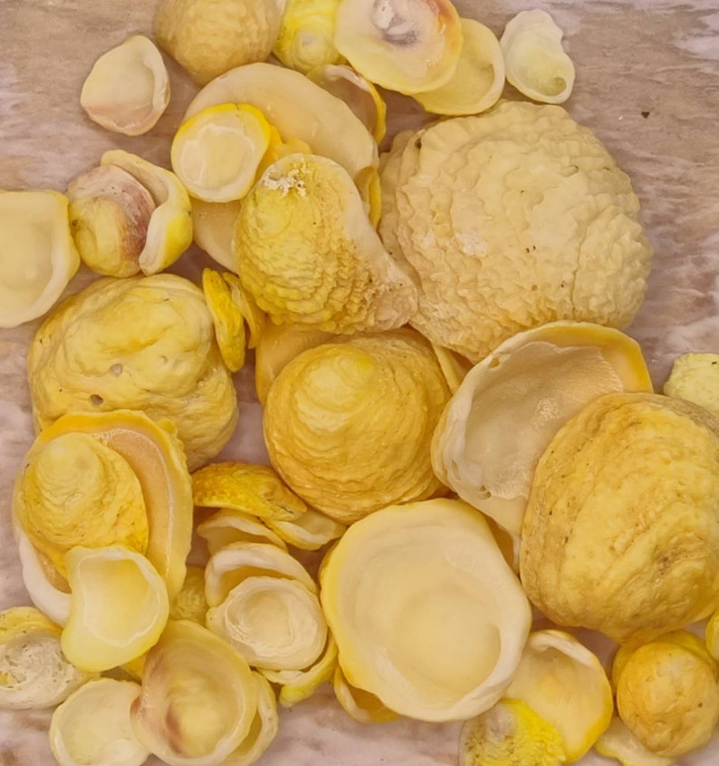 20 Bulk Lot Yellow LEAFY JEWEL BOX Seashells Coastal-beach-cottage ...