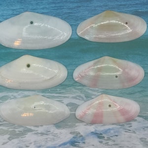 SUNRISE TELLIN SEASHELLS ~ ~ Palm Beach Find~jewelry~craft~wedding - Etsy