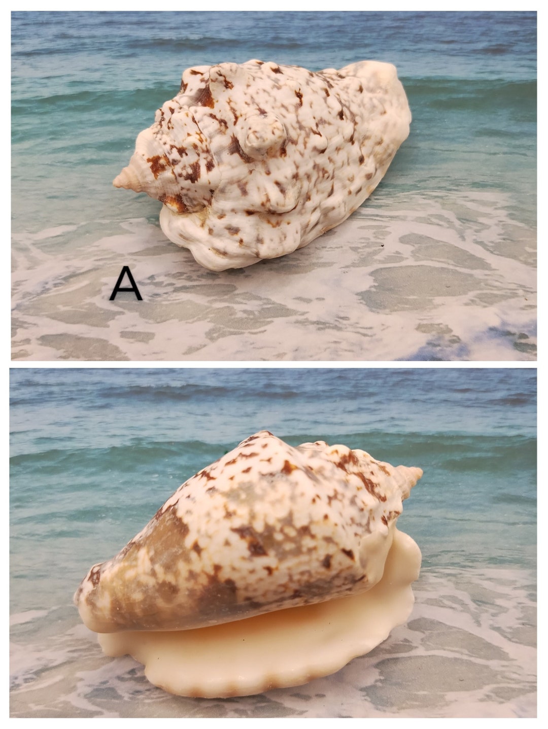 SILVER LIP CONCH Shell Strombus Lentigo Lentigonosus 3 to 3 1/4 - Etsy