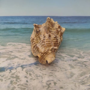 HAWK-WING CONCH ~ Strombus Raninus ~ Beach Find ~ Conch Seashell ...