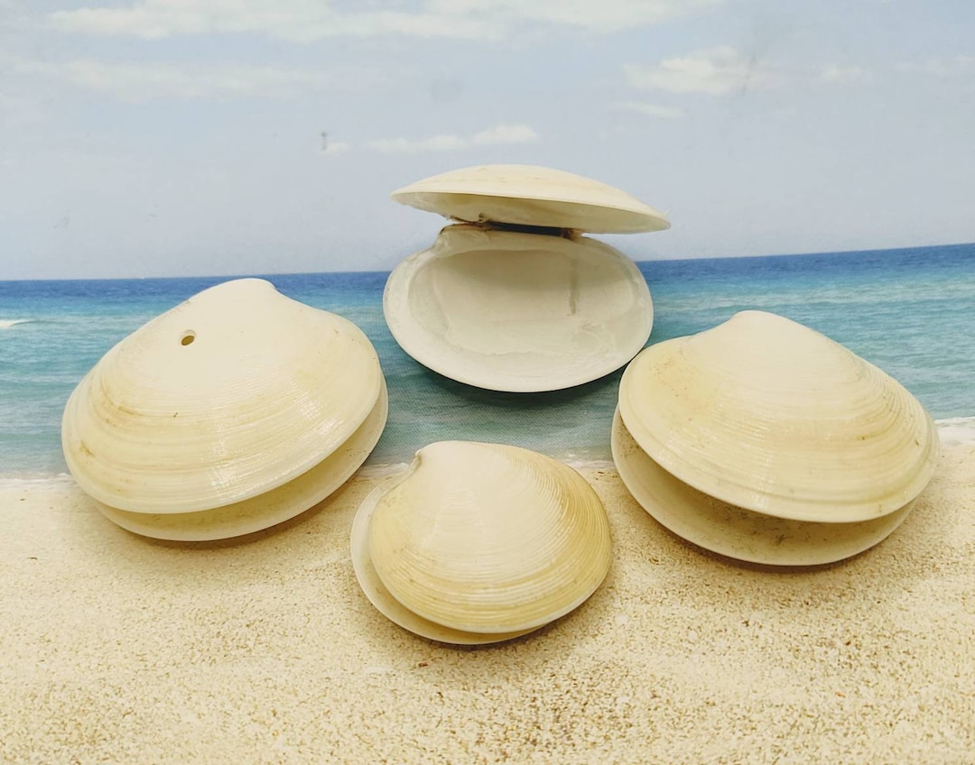 DISC VENUS CLAM ~ Whole Clams ~ Bivalve Seashells~disc~elegant Thin ...