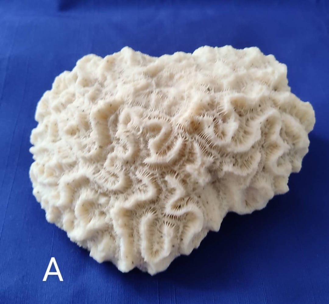 Choose Brain Coral~ocean Coral~surf Tumbled~nautical~fossil~specimen