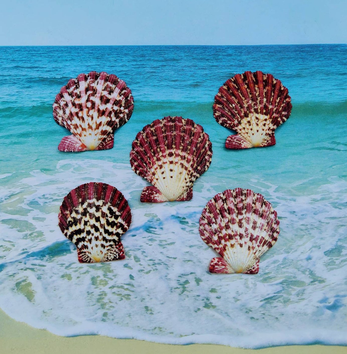 PECTIN PALLIUM SCALLOP Shells Maroon Colors 1 7/8 to 2 - Etsy