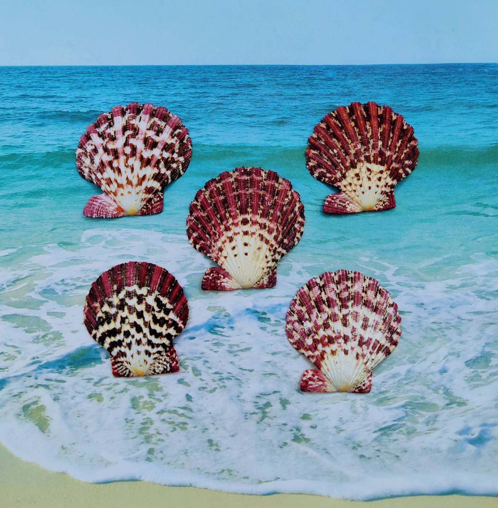 PECTIN PALLIUM SCALLOP Shells ~ Maroon Colors 1 7/8" to 2 1/8" - Etsy