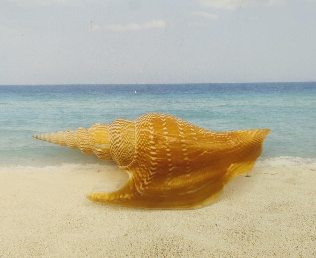 STROMBUS LISTERI CONCH Shell ~ Lister's Conch ~ 4 3/4" ~ Near Perfect ...