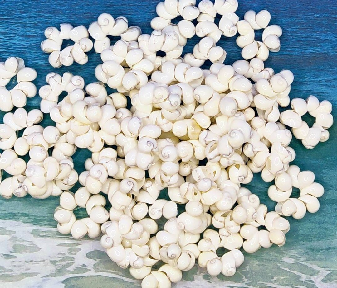 MINI WHITE SNAIL Seashell Cluster ~ 7 Shell Ring ~ Assembled - Etsy