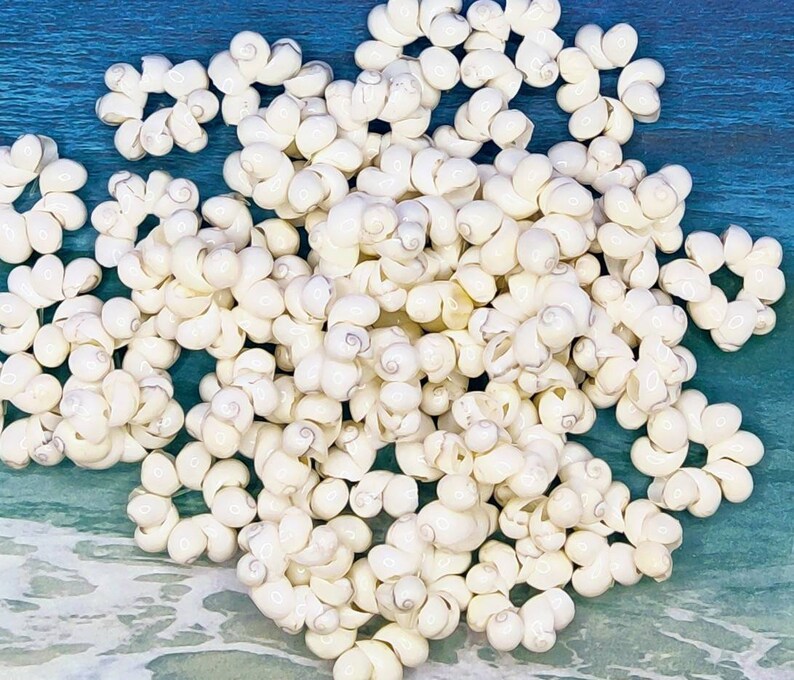 MINI WHITE SNAIL Seashell Cluster 7 Shell Ring Assembled - Etsy