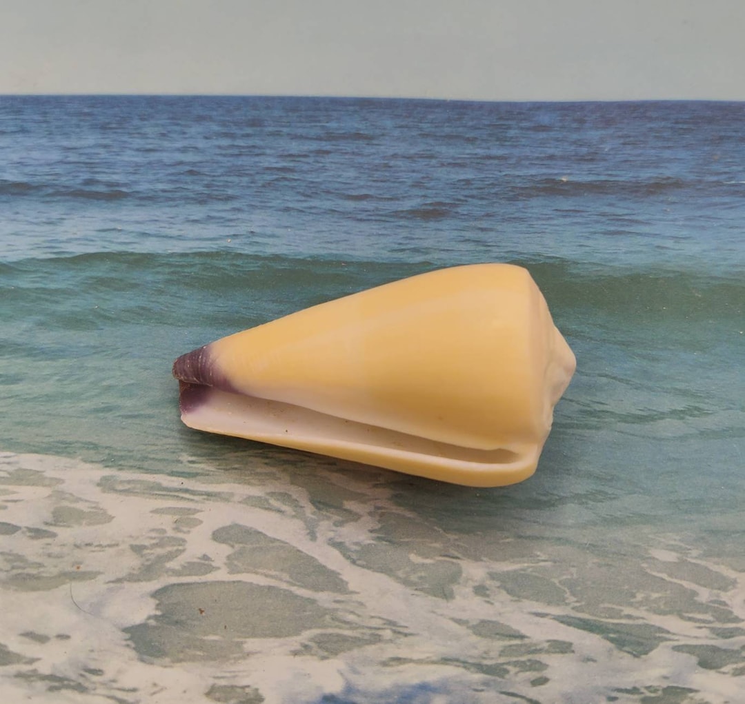 VIRGIN CONE SHELL Conus Virgo Purple Tip Cone Shell 2 - Etsy