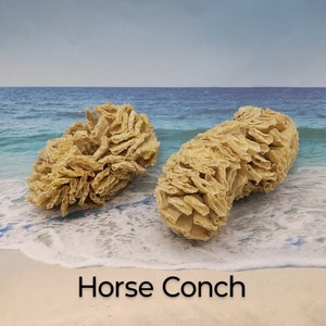 Choose From 2 Types EGG CASINGS ~ 1" to 18" ~ Horse Conch ~ Whelk ...