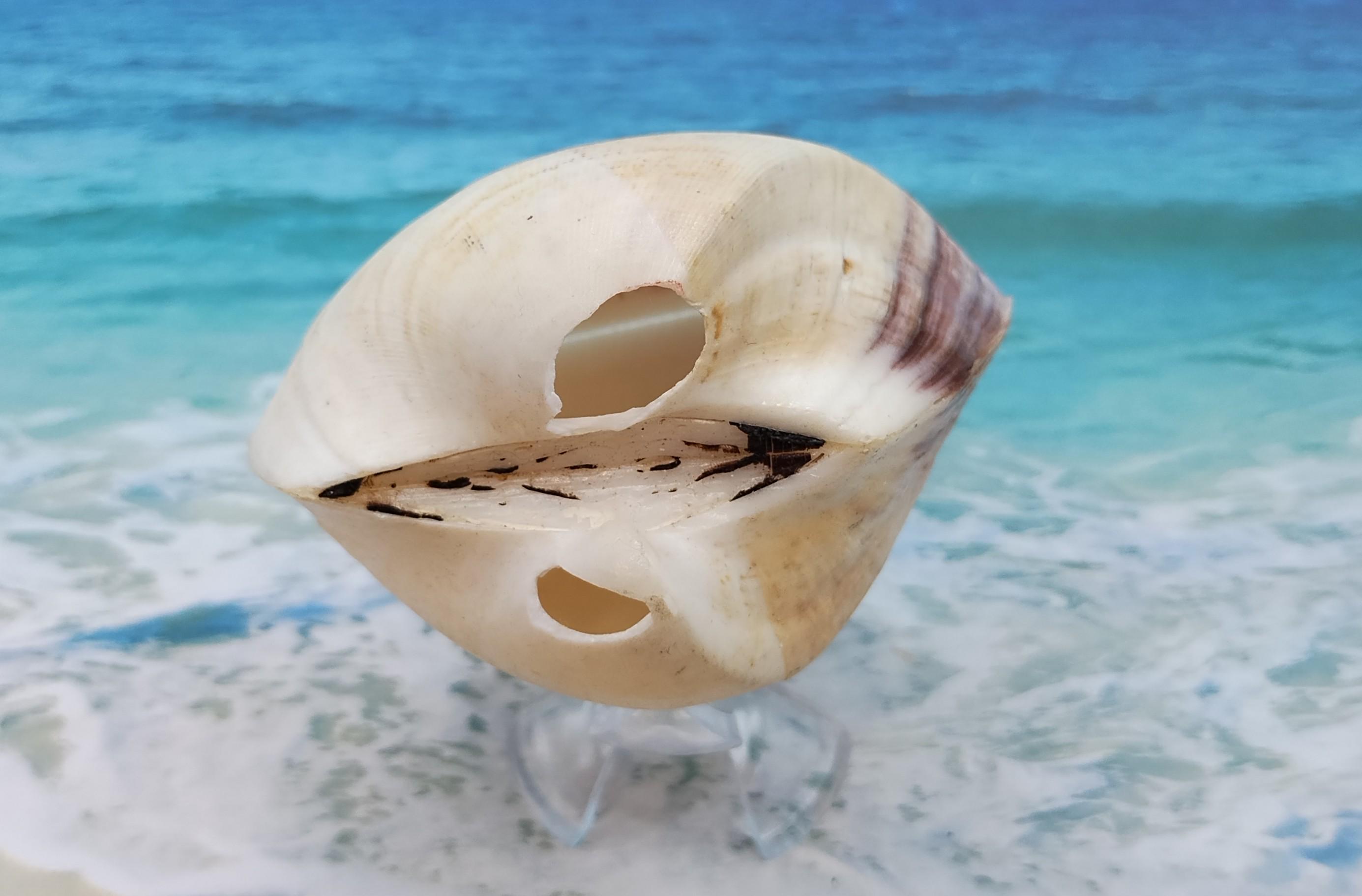 Lg WHITE CLAM SHELL ~ Donax Hanleyanus Philippi ~ Complete ~ Fused ...