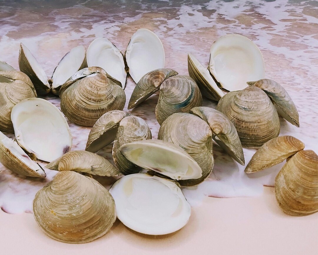 ATLANTIC CLAM PAIRS ~ 1 3/8" to 2" - Etsy