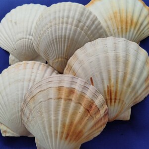 Lg 3 1/2" to 6" SCALLOP SHELL ~ Irish Deep ~ Mermaid Bikini Top ...