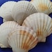Lg 3 1/2" to 6" SCALLOP SHELL ~ Irish Deep ~ Mermaid Bikini Top ...