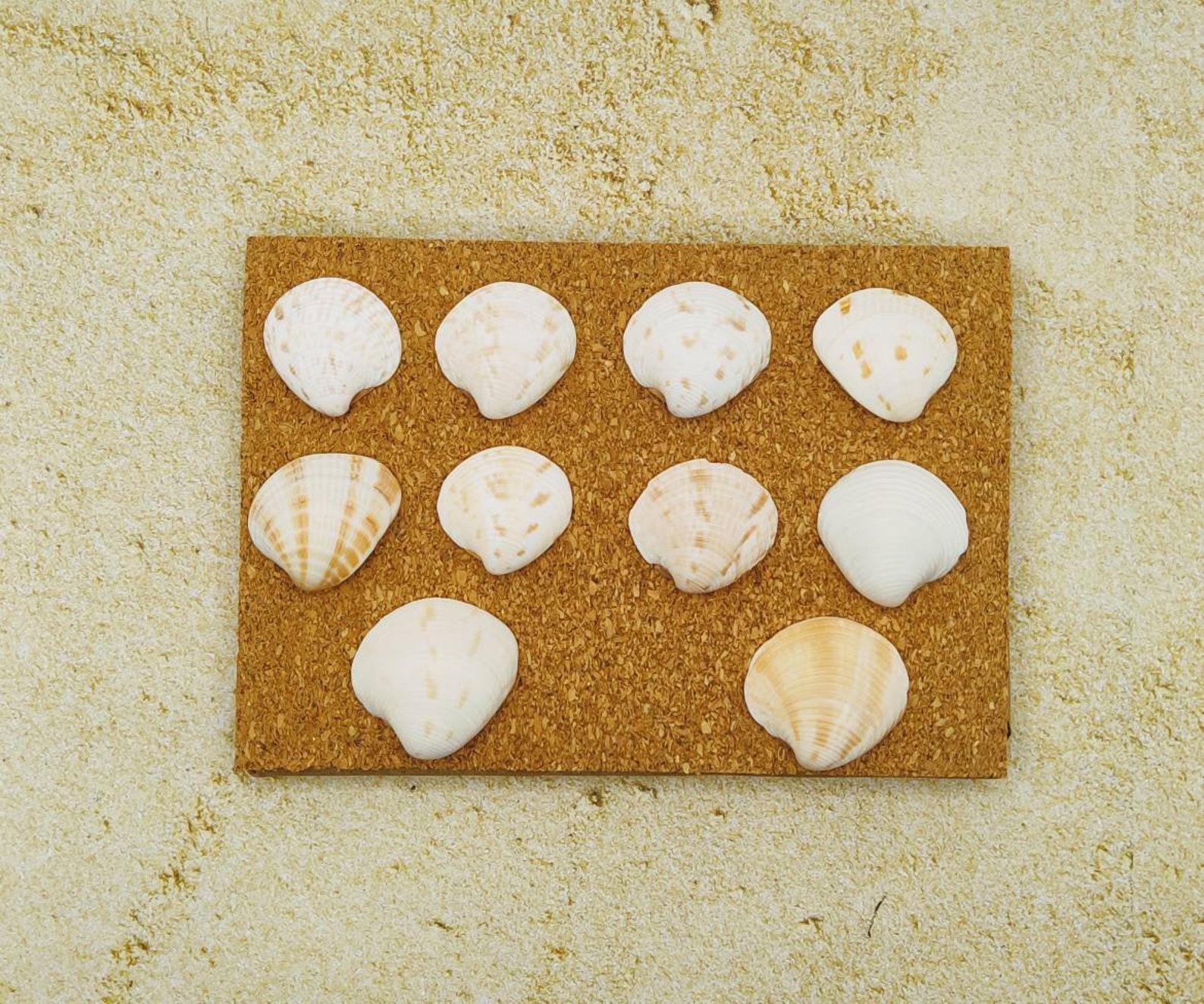 20 SEASHELL PUSH PINS -wooden Tacks-message -bulletin Board Accessories ...