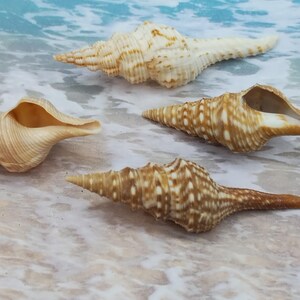 INDIAN TURRID ~ TURRIS ~ Spiral ~ Craft Shells ~ Seconds - Etsy