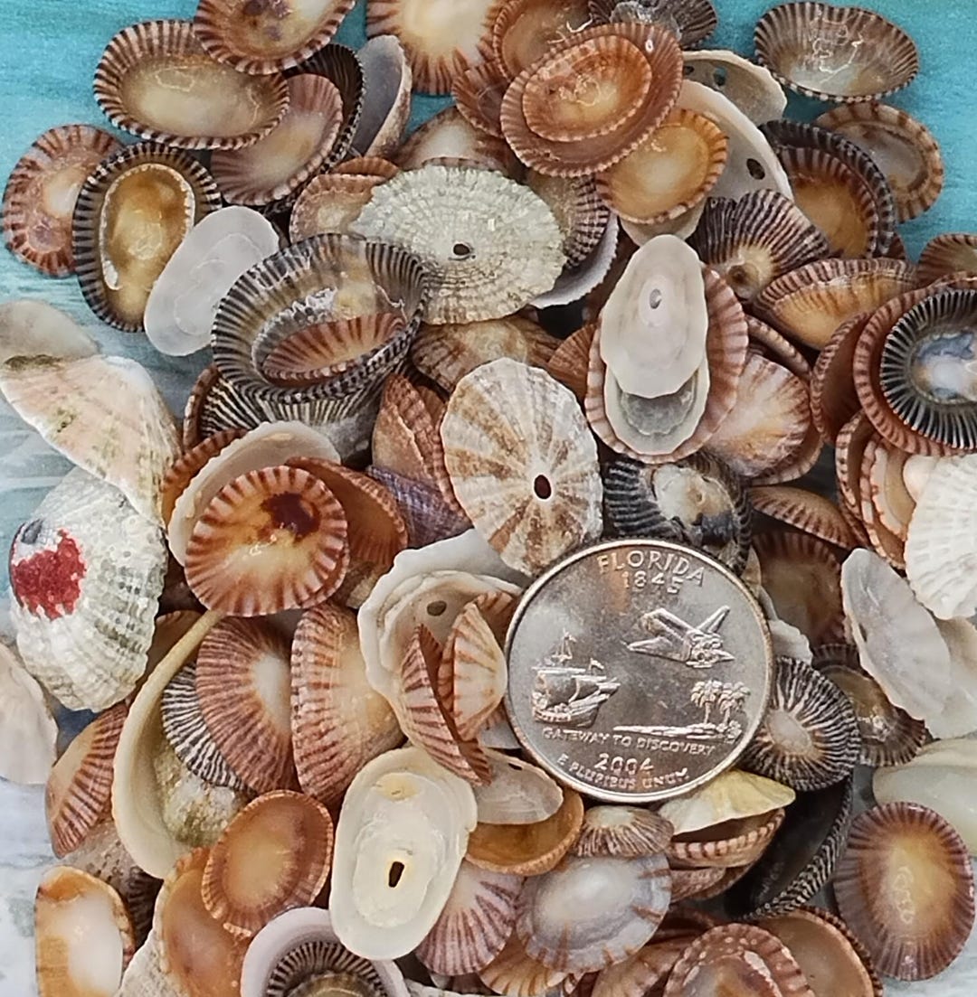 LIMPET SEASHELLS ~ 10-100pcs ~ Coastal ~ Beach ~ Cottage Decor ~ Craft ...