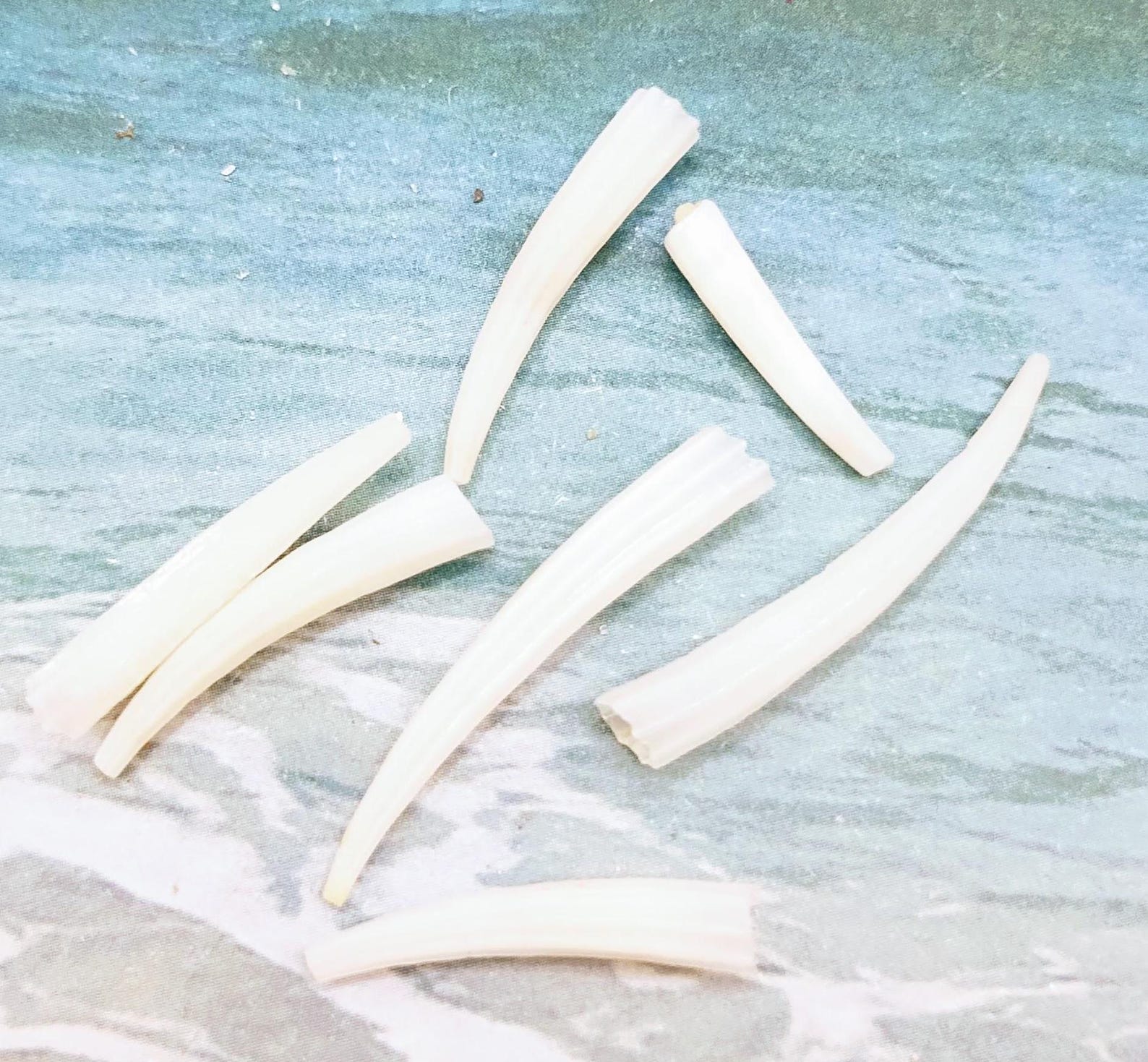 WHITE TUSK SHELLS ~ Dentallium Verdi ~ Tiny White Tusk ~ 7/8" to 1" - Etsy