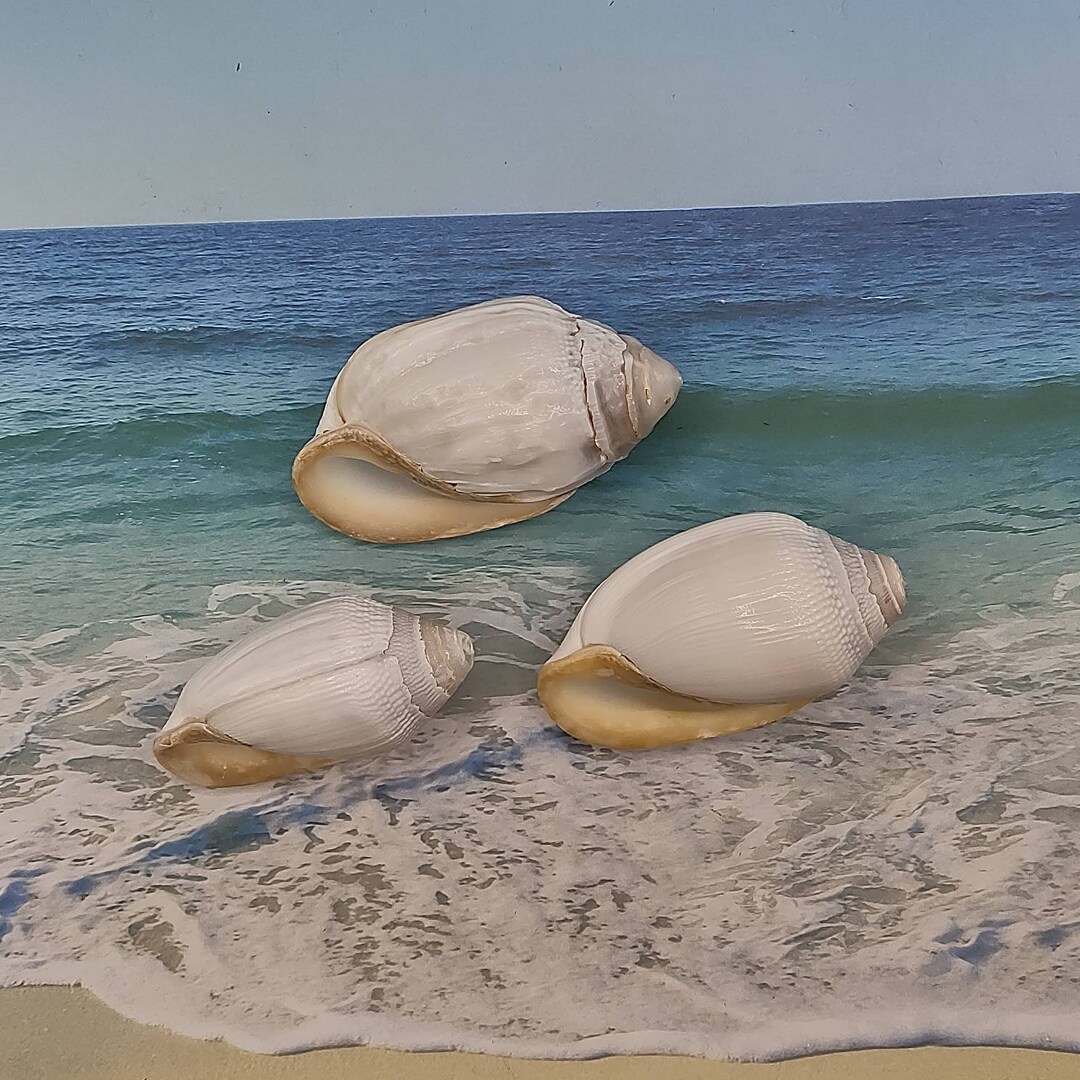 Polished JUDAS EAR SEASHELL ~ Ellobium Aurisjudae ~ Shellcassidula - Etsy