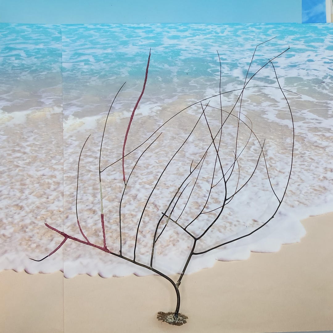 SEA WHIP ~ Black & Red Branch With Small Base ~ Washed Ashore on ...