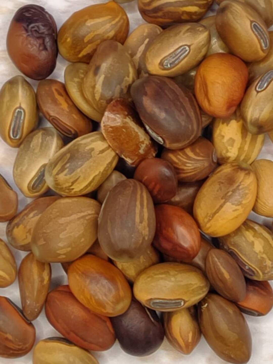 10 BEACH BAY Beans/peas-charm Beach - Etsy