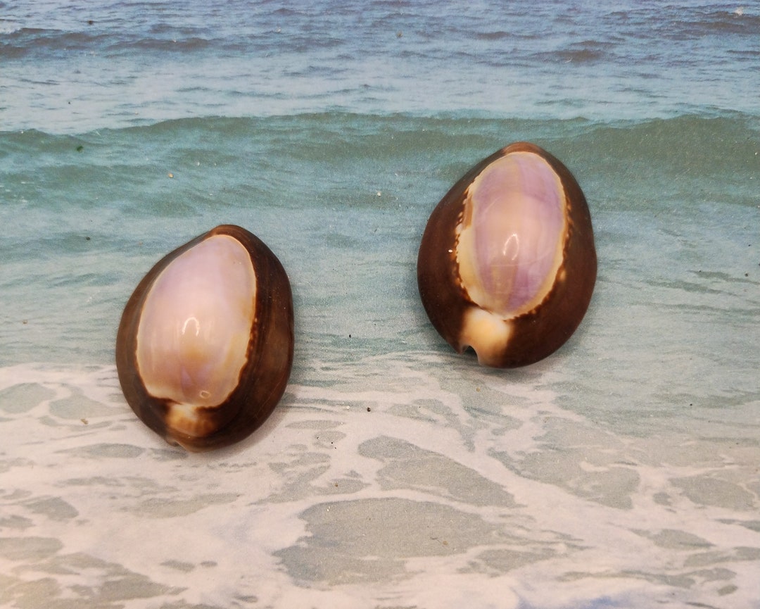 Purple Top SNAKE/SERPENTS HEAD Cowrie ~ Cypraea Copuserprentis~mother ...