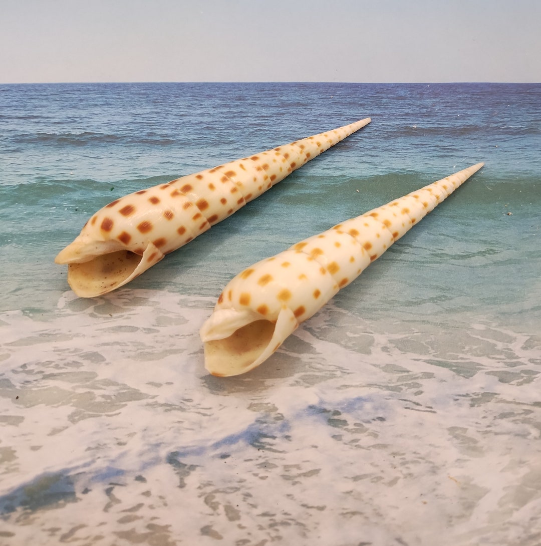 SPIKE SEASHELL ~ 4 1/4" ~ Terebra Areolata Shell - Etsy