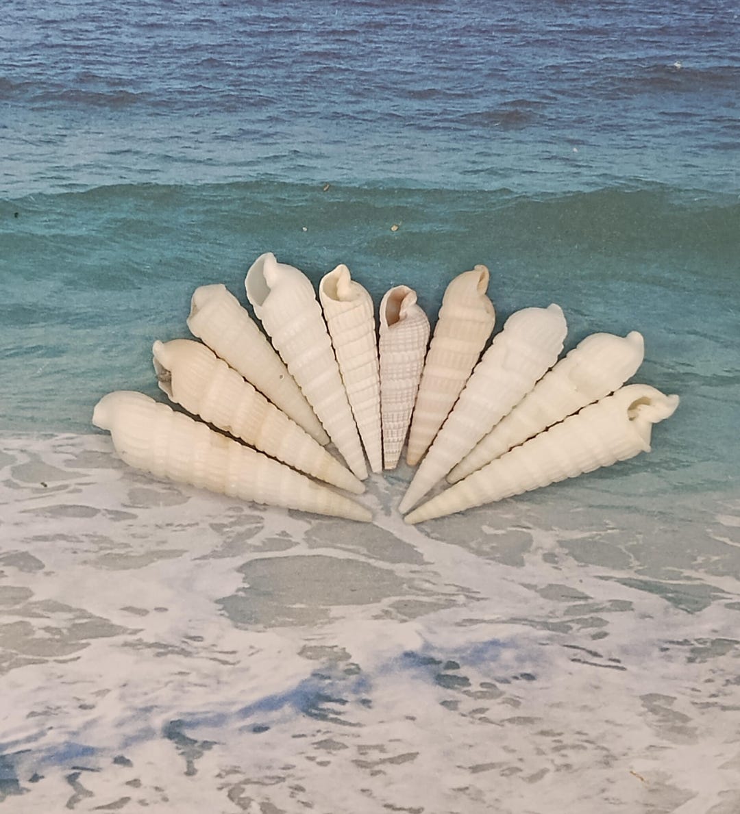 10 White FLORIDA COMMON AUGERS ~ Cone Sea Shells ~ Rare ~ Mermaid Crown ...
