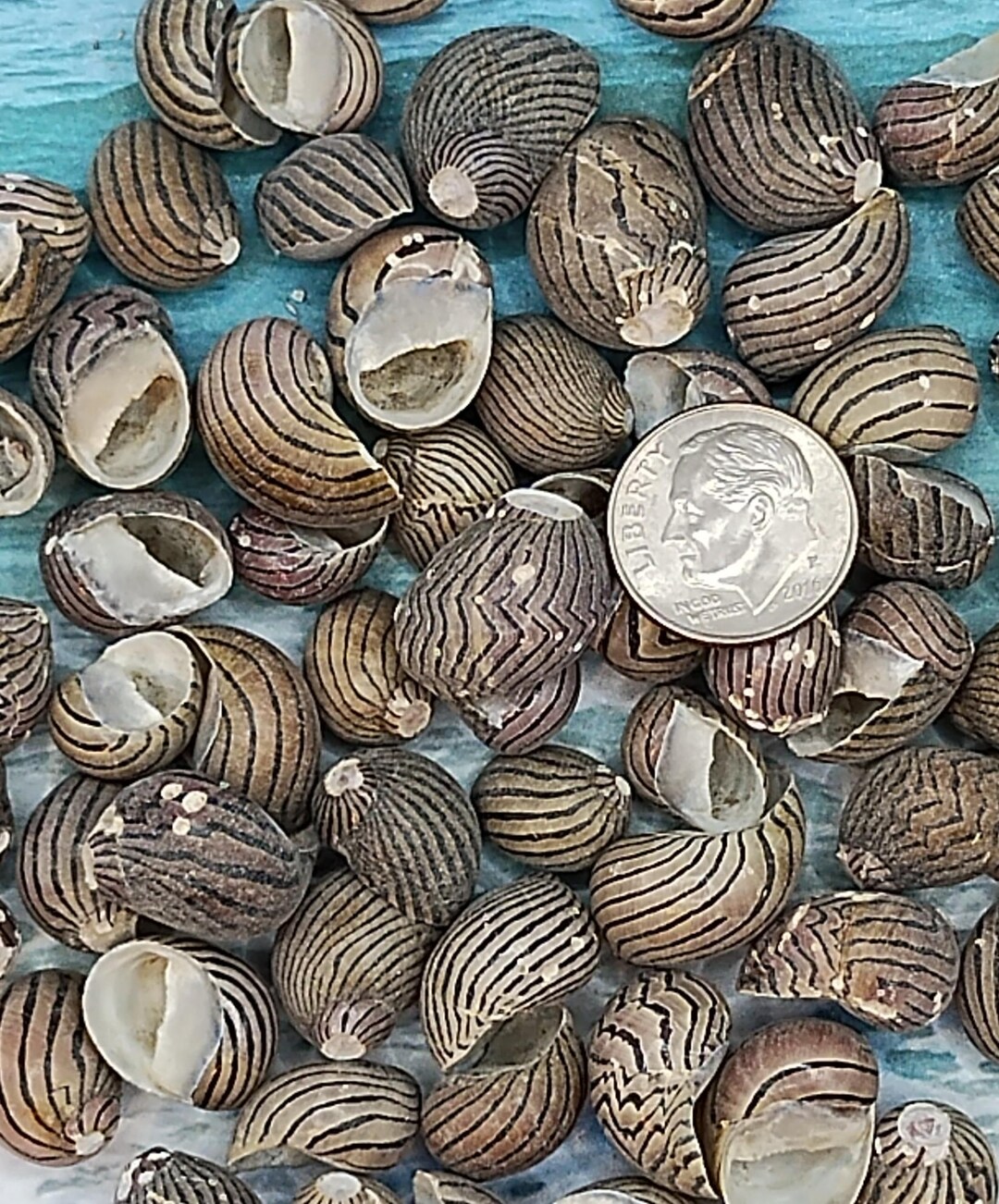 BLACK STRIPED NERITE ~ 10-1000 Pcs ~ Craft Shells - Etsy