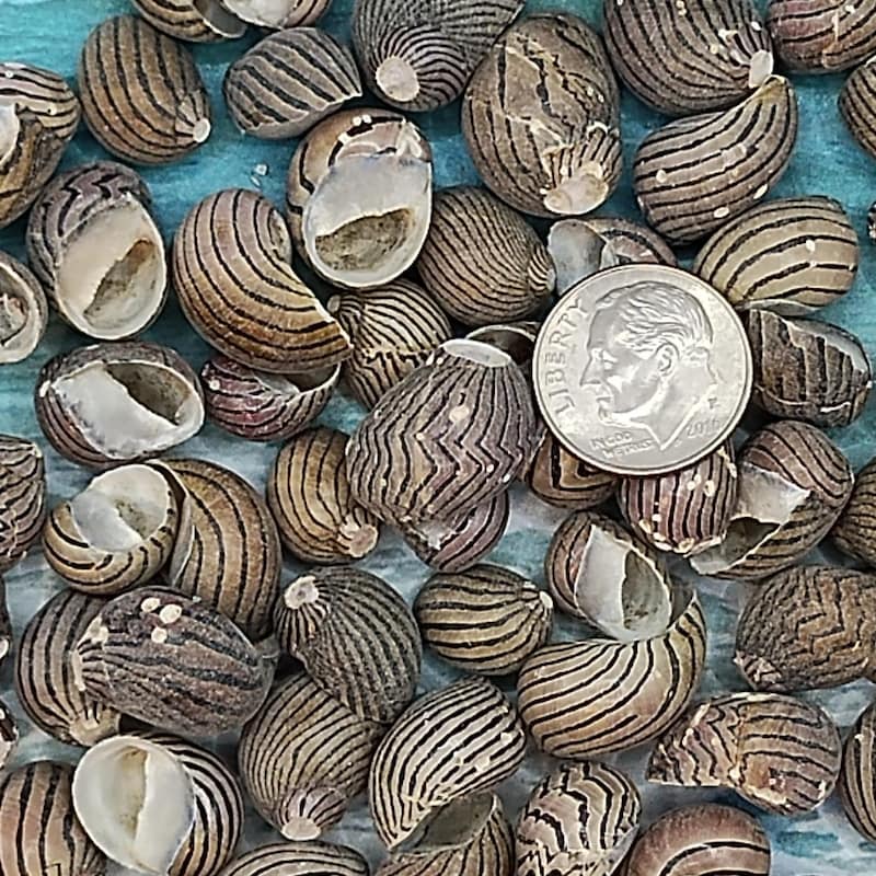 Zebra Shells - Etsy