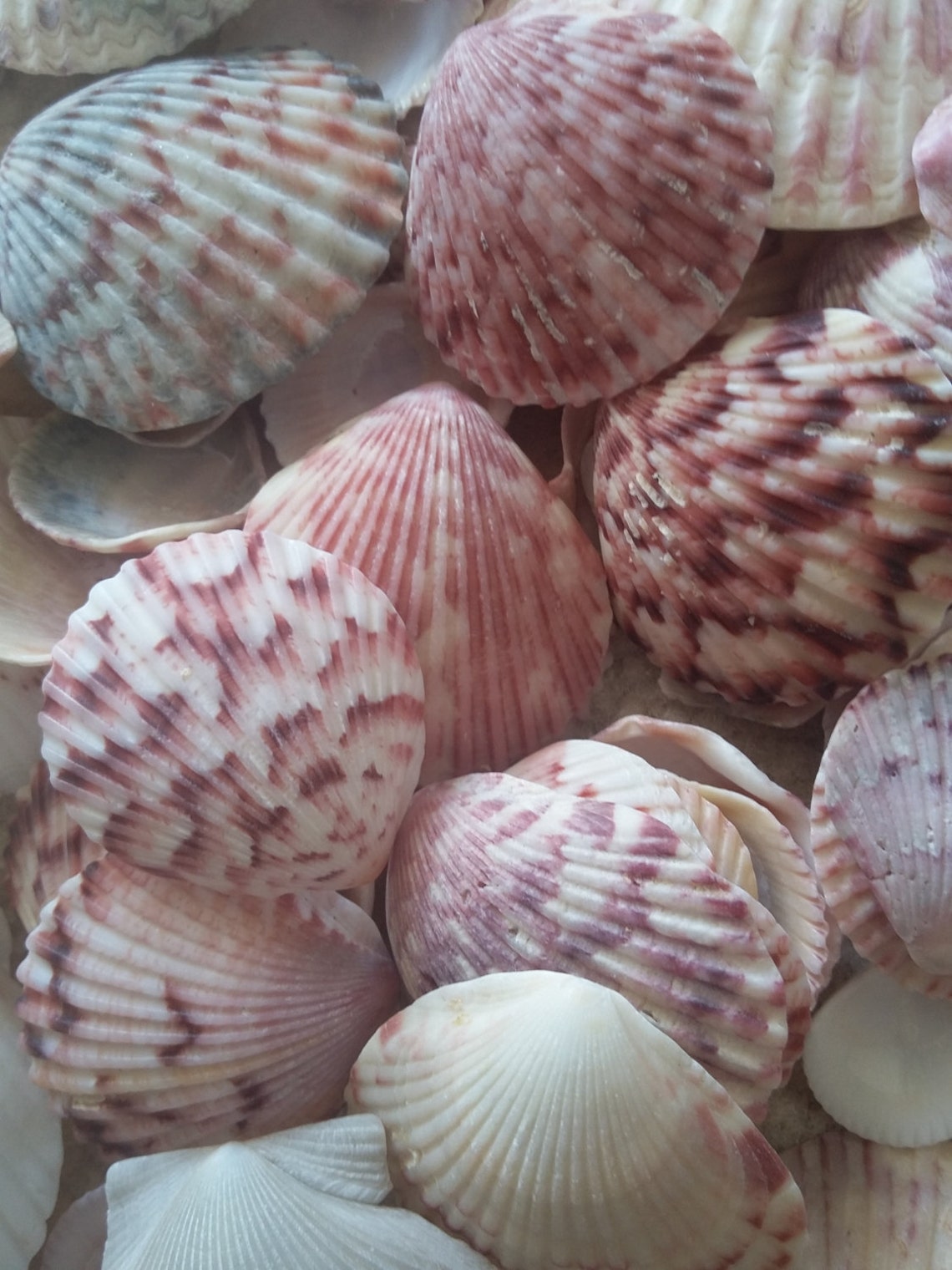 ATLANTIC CALICO SCALLOP Colorful Seashells 10 to 100 Pcs - Etsy
