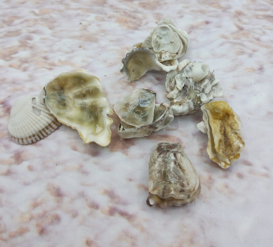7 MARRIED BEACH FINDS Sanibel Island Florida Find Barnacles Attached to ...