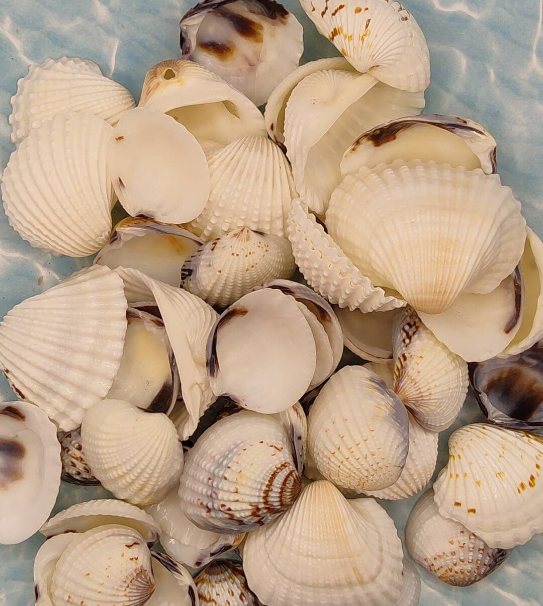 FLORIDA ARK SEASHELLS ~ 10-100pcs ~ Candle Making Vessel~wedding - Etsy