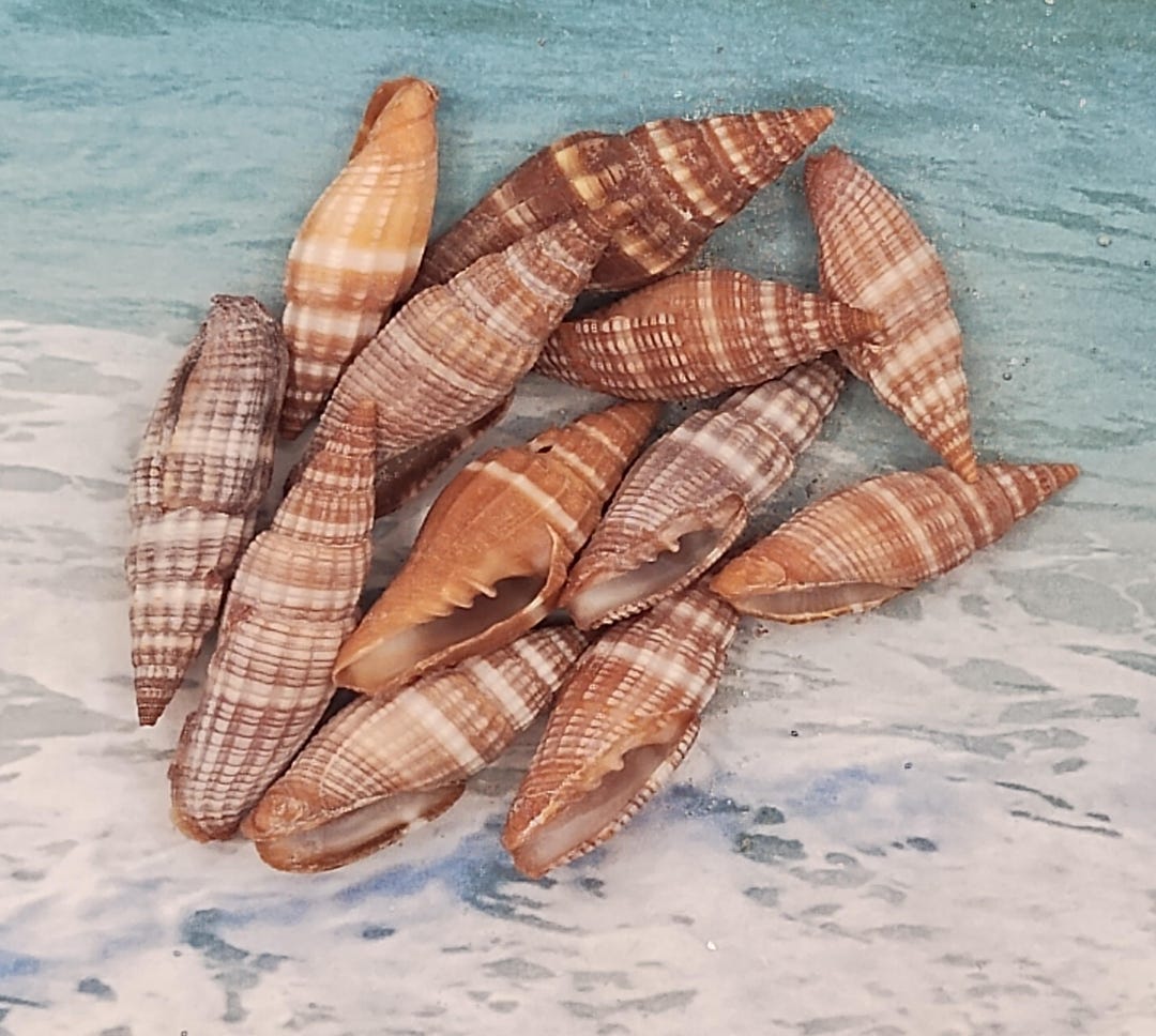 Miter Snail ~ MITRA FLAMMEA ~ Uncommon - Etsy