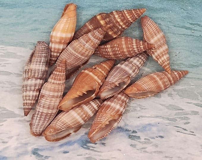 Miter Snail ~ MITRA FLAMMEA ~ Uncommon ~ - Etsy