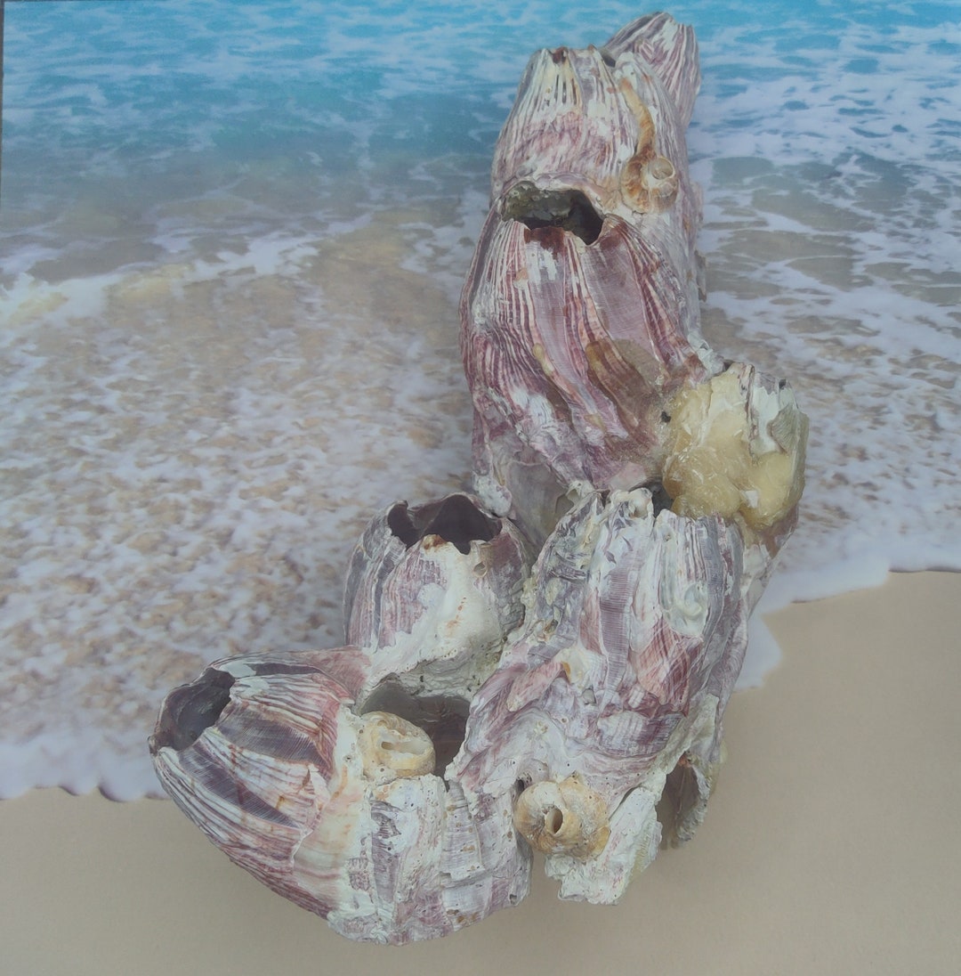 PURPLE BARNACLE CLUSTER With Sea Worms ~ Free Standing ~ 10" ~ Free ...