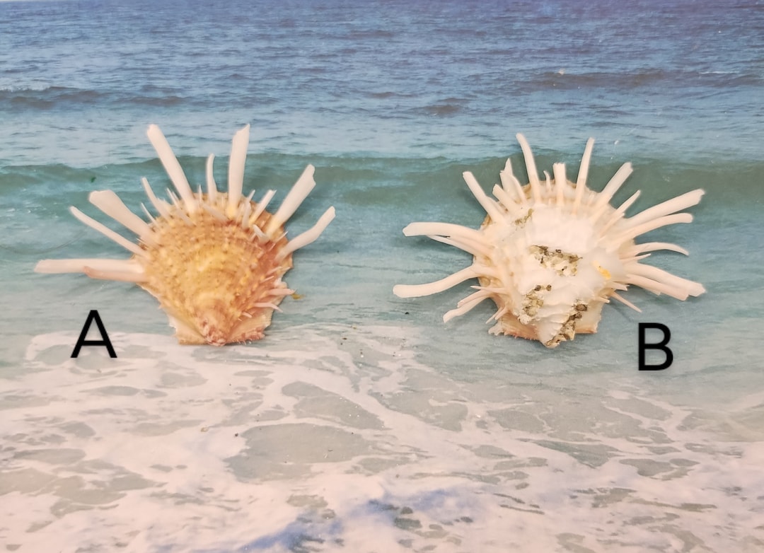 ATLANTIC THORNY OYSTER Spondylus Americanus Chrysanthemum Shell 2 3/82 ...