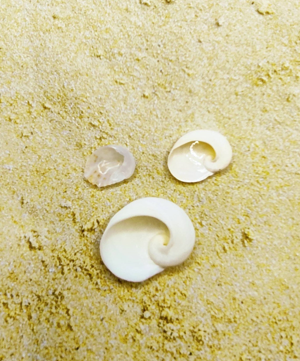 BABY'S EAR SEASHELLS Rare Find Jewelry Craft - Etsy