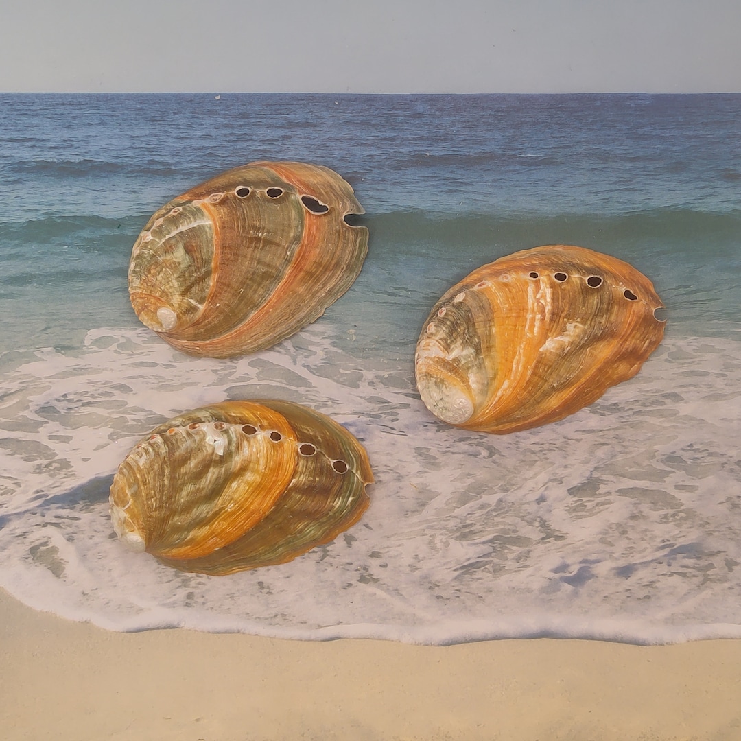 Threaded ABALONE SHELL SMUDGE Bowl ~also Called Emma's or Green Abalone ...