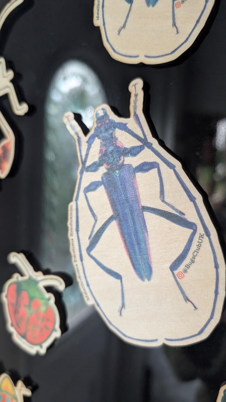 Insect Fridge Magnets: Rare Bug Species on Basswood Plywood - Etsy