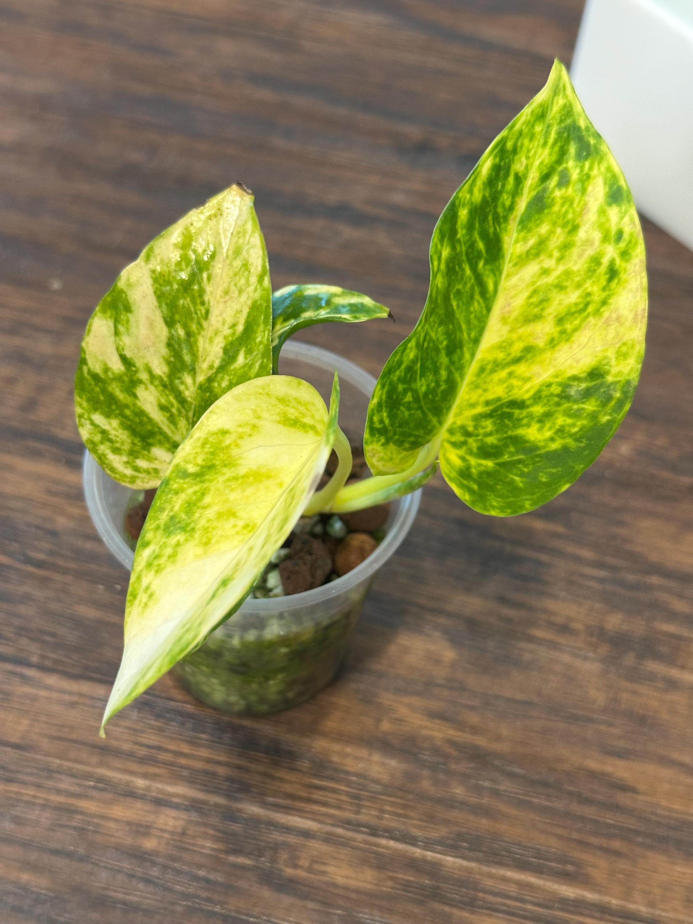 Valencia Teruno Pothos Plant - Etsy