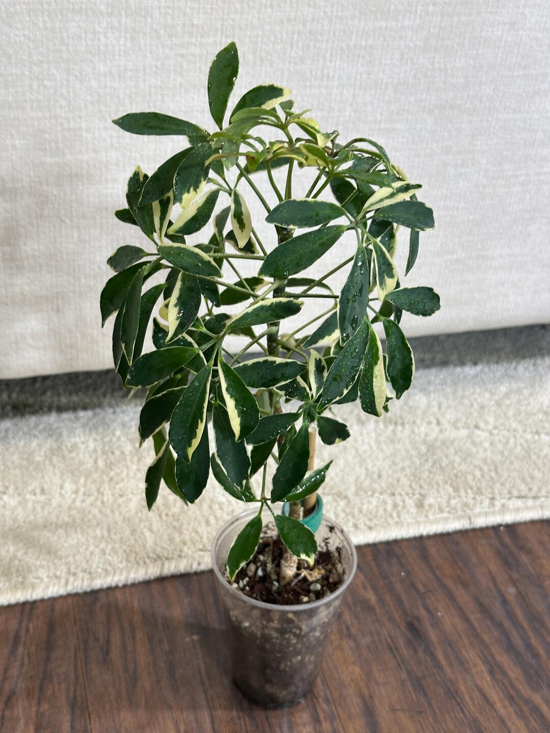 Variegated Dwarf Umbrella Plant - Etsy