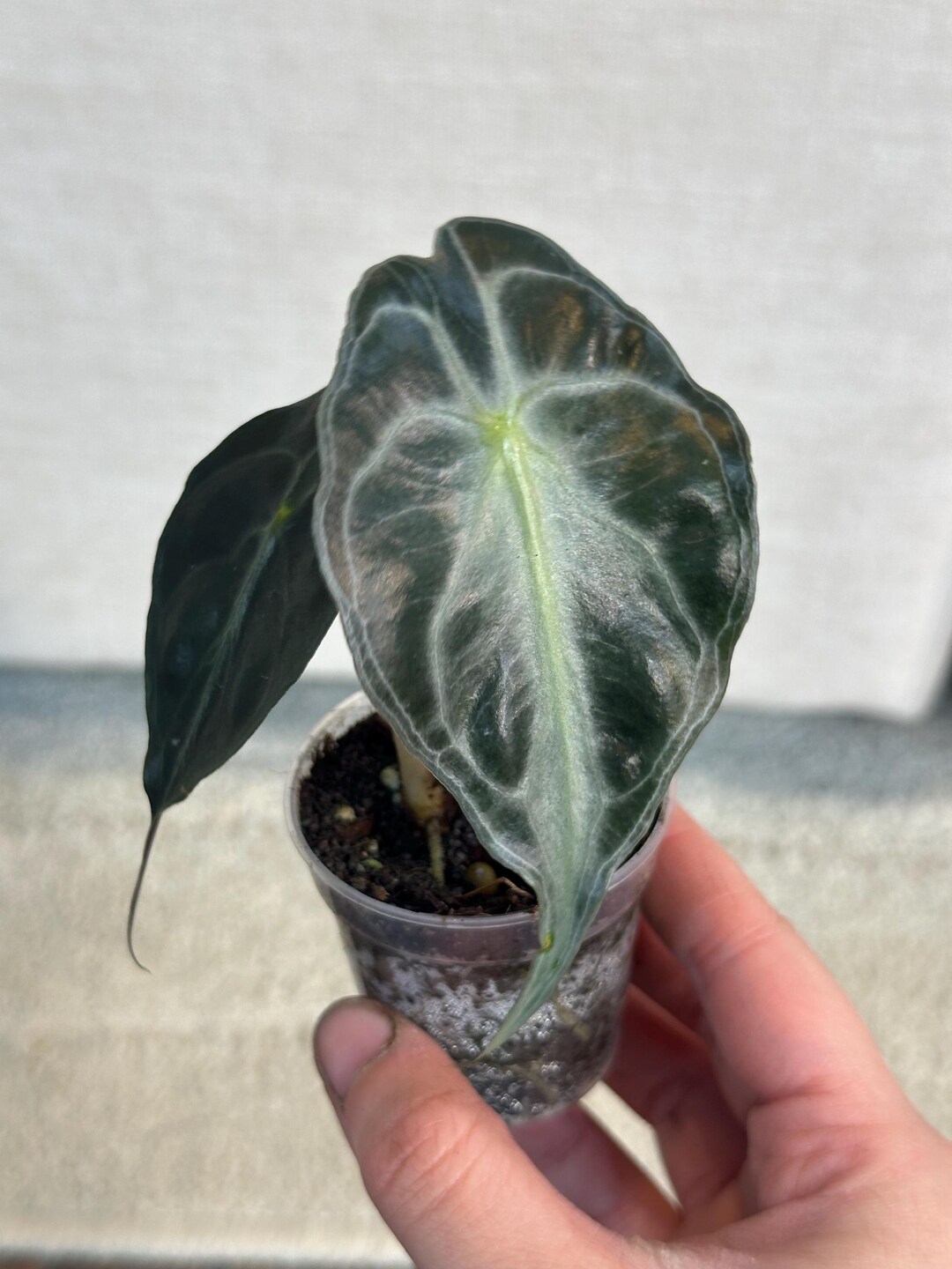 Alocasia Venom Plant - Etsy