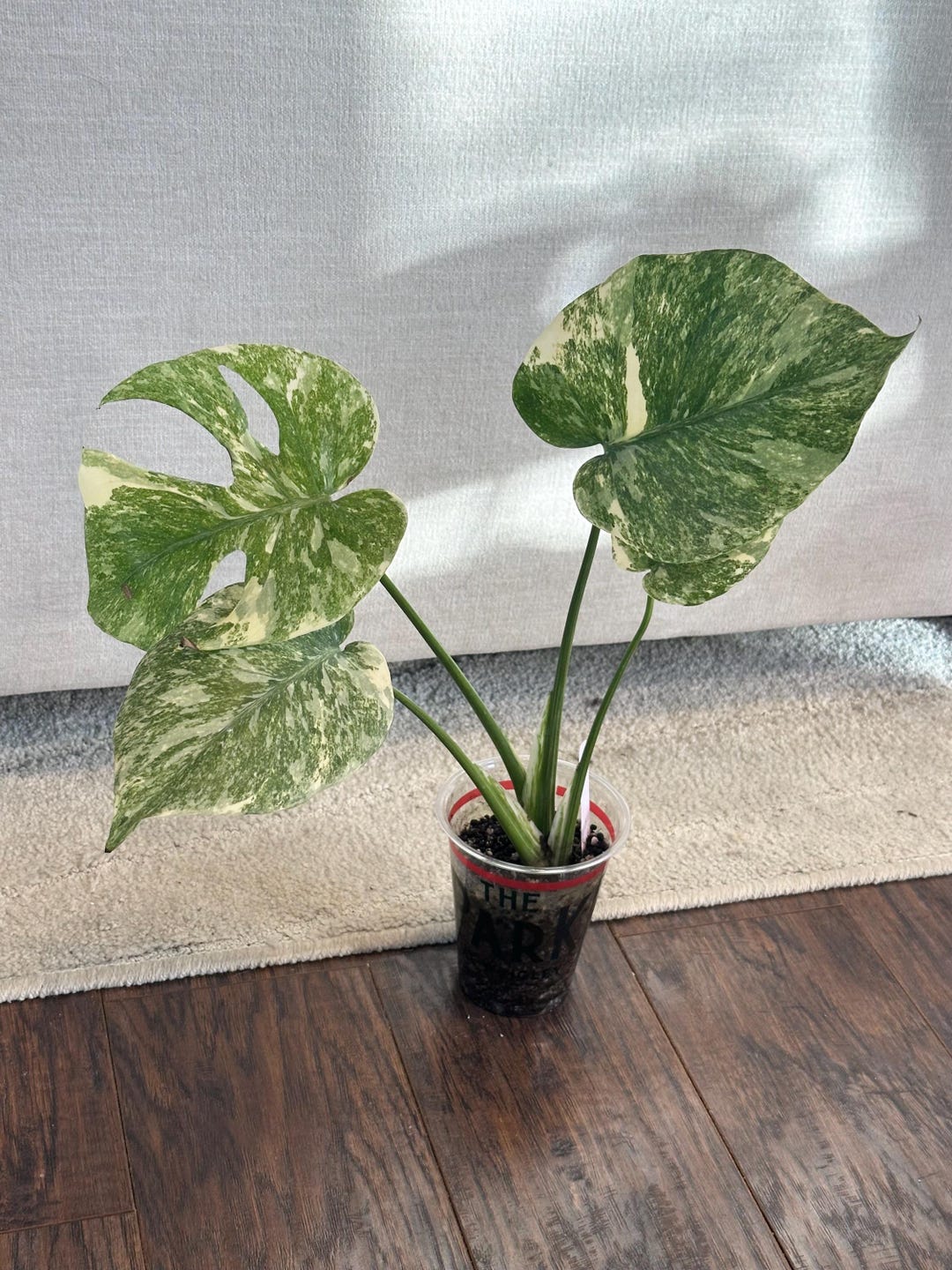 Monstera Green Snow Plant - Etsy