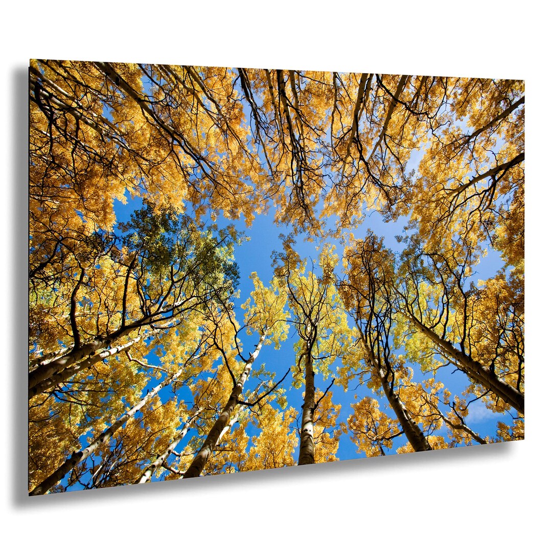 Aspen Tree Canopy Photo Print - Autumn Forest Wall Art, San Francisco ...