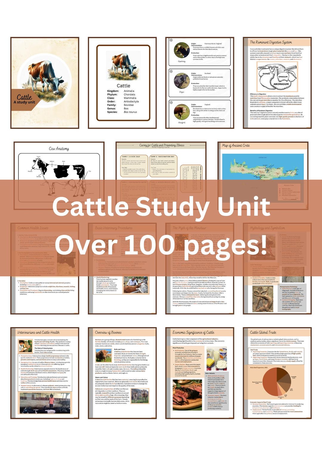 Cattle Study Unit for Middle School (ages 11-14), US Version - Etsy